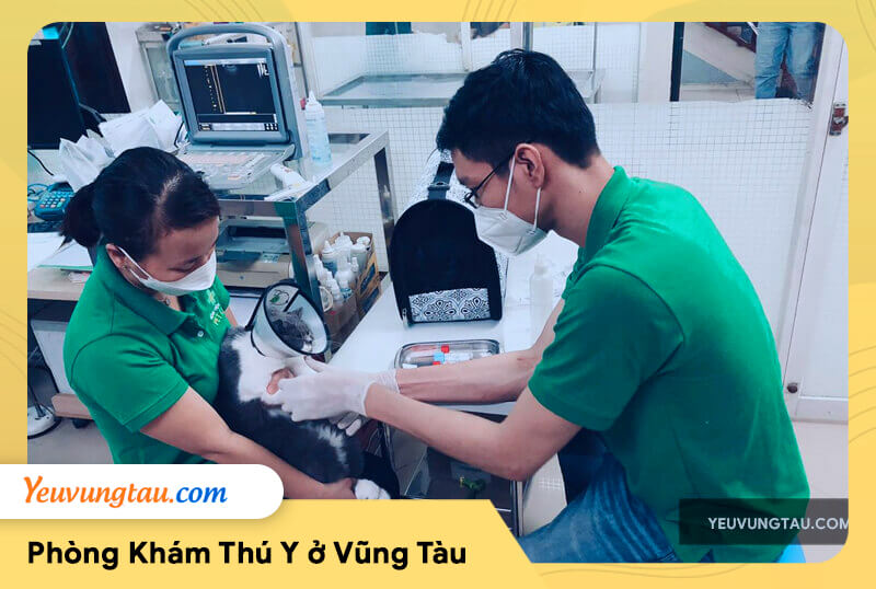 #10 phòng khám thú y Vũng Tàu tốt nhất cho bạn chăm sóc thú cưng - Yêu ...